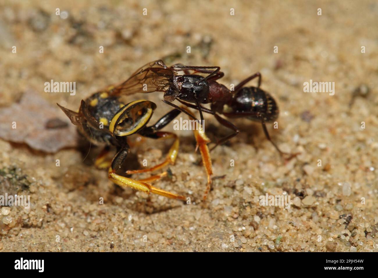 Carpenter big ant hi-res stock photography and images - Alamy