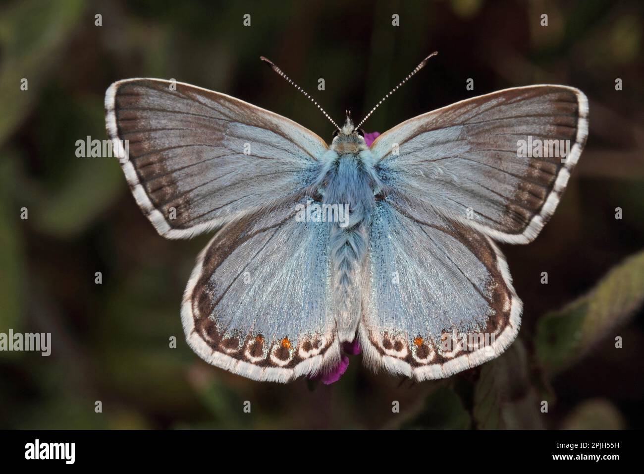Silvery blue butterfly hi-res stock photography and images - Alamy