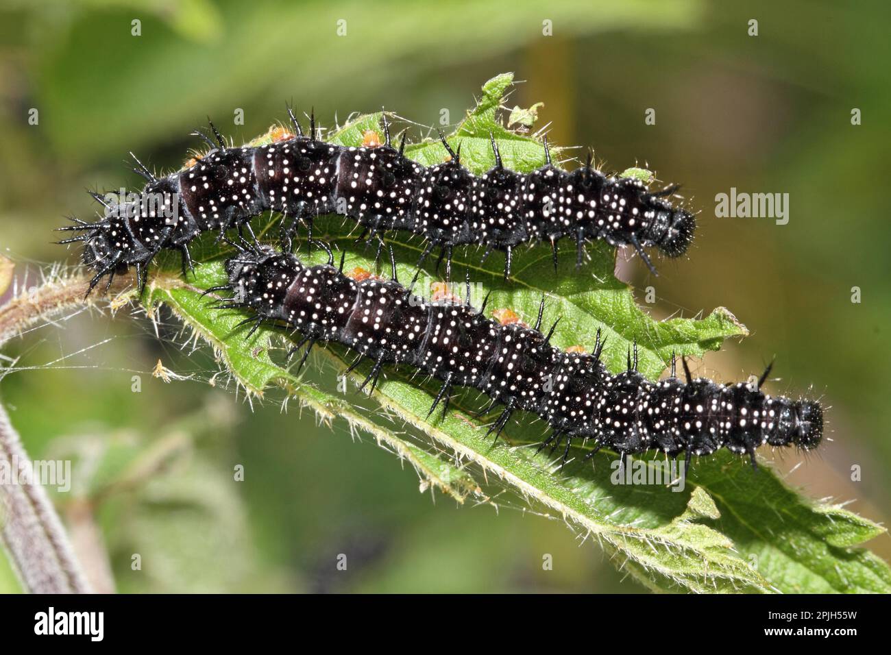 Caterpillars feed young hi-res stock photography and images - Alamy