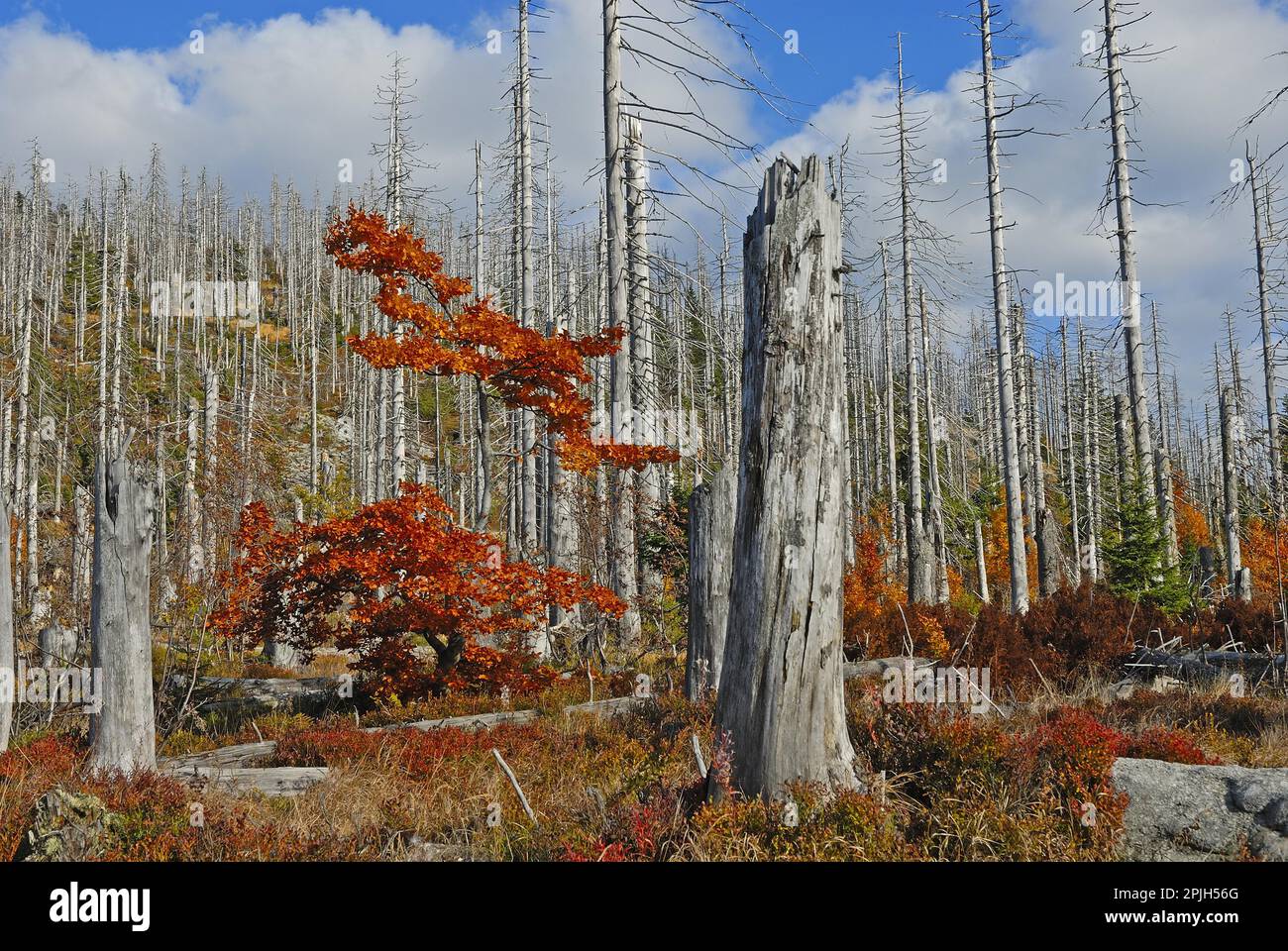 Lusen, bark beetle infestation, Bavarian Forest National Park, Bavaria ...