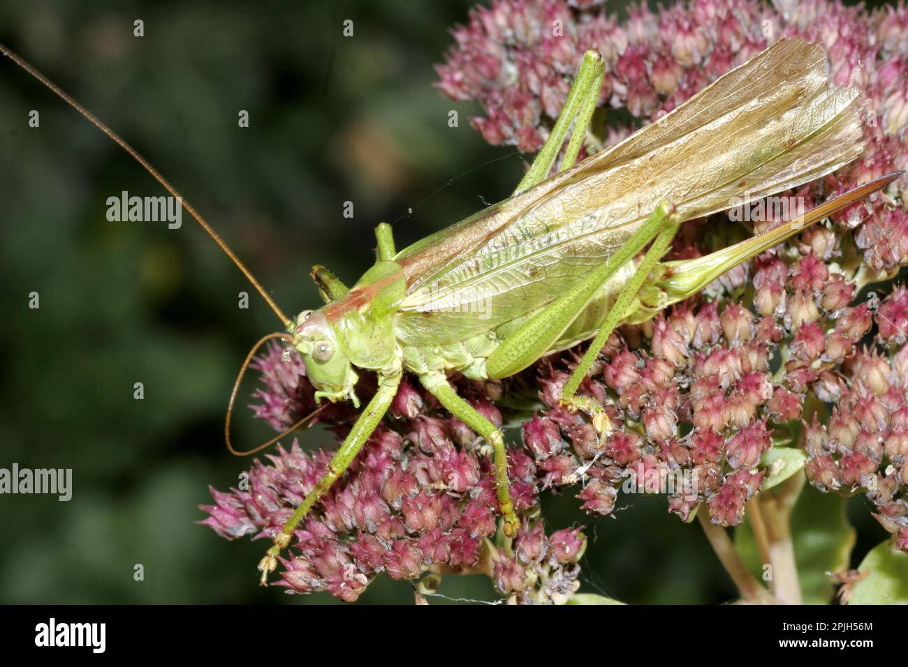 Greater green hayseed Stock Photo - Alamy