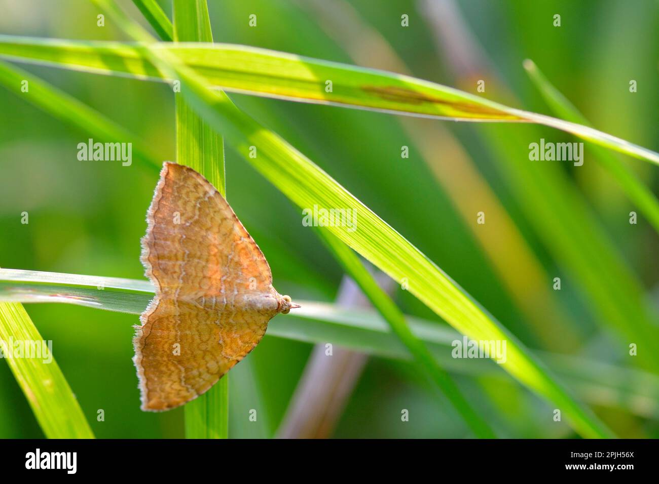 Yellow shell moth hi-res stock photography and images - Alamy