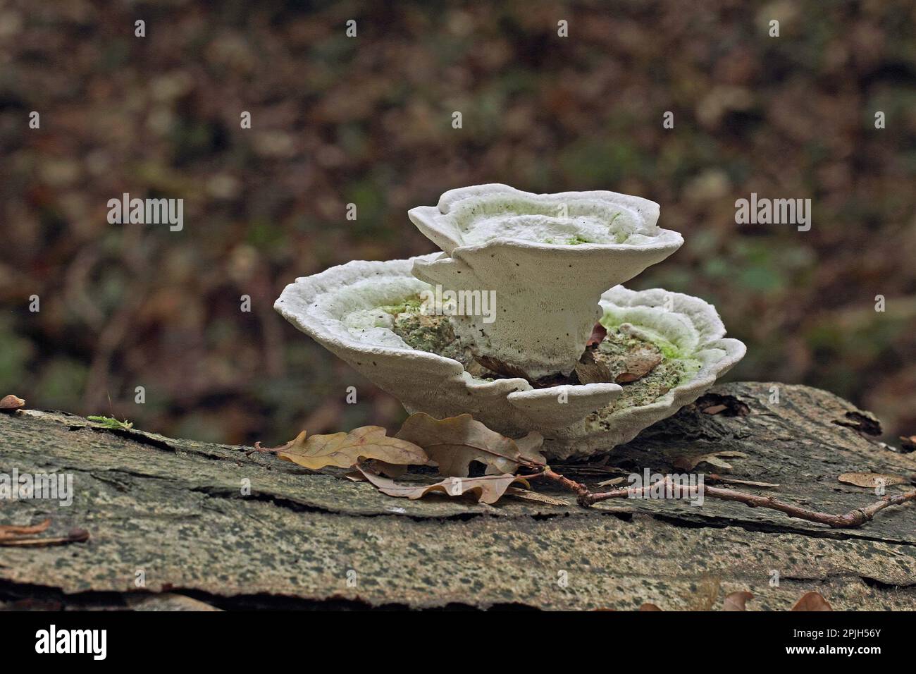 Lumpy bracket (Trametes gibbosa) fungus Stock Photo - Alamy