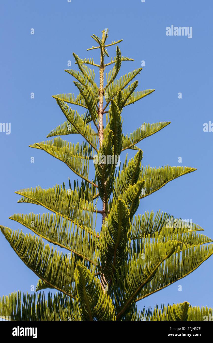 Norfolk Island Pine, Araucaria heterophylla Stock Photo - Alamy