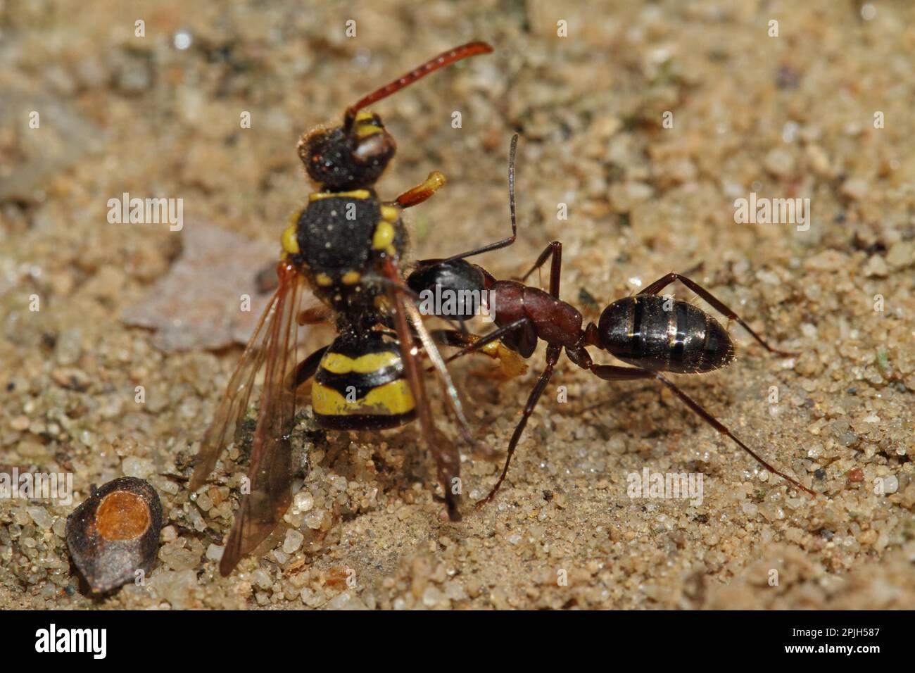 Big carpenter ant hi-res stock photography and images - Alamy