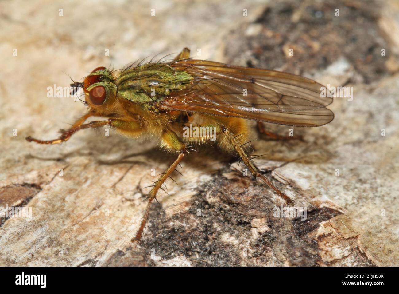 Manure fly hi-res stock photography and images - Alamy