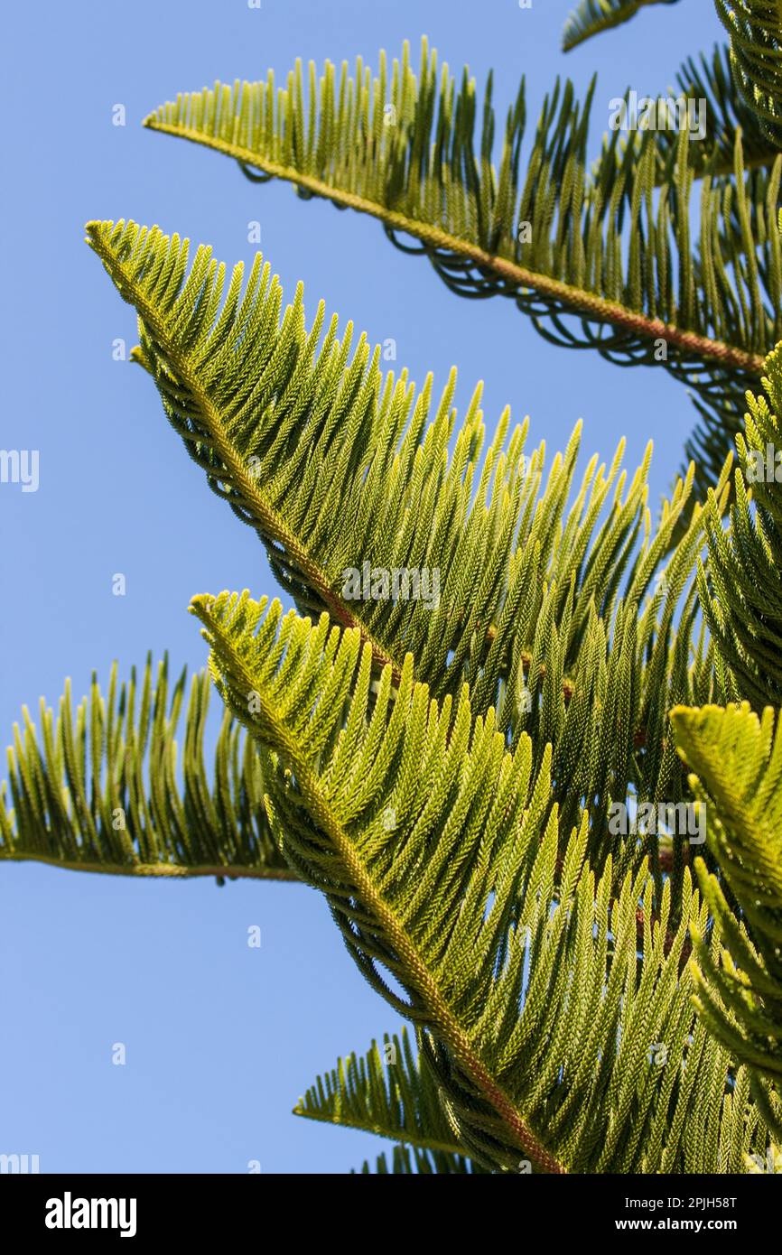 Norfolk Island Pine, Araucaria heterophylla Stock Photo - Alamy