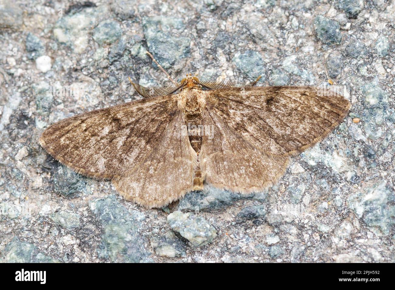 Pale oak processionary moth, Boarmia punctinalis Stock Photo - Alamy