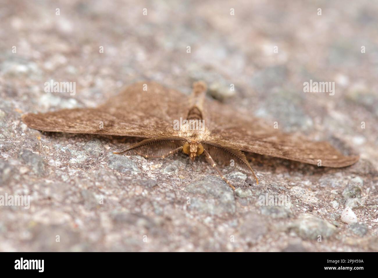 Pale oak processionary moth, Boarmia punctinalis Stock Photo - Alamy