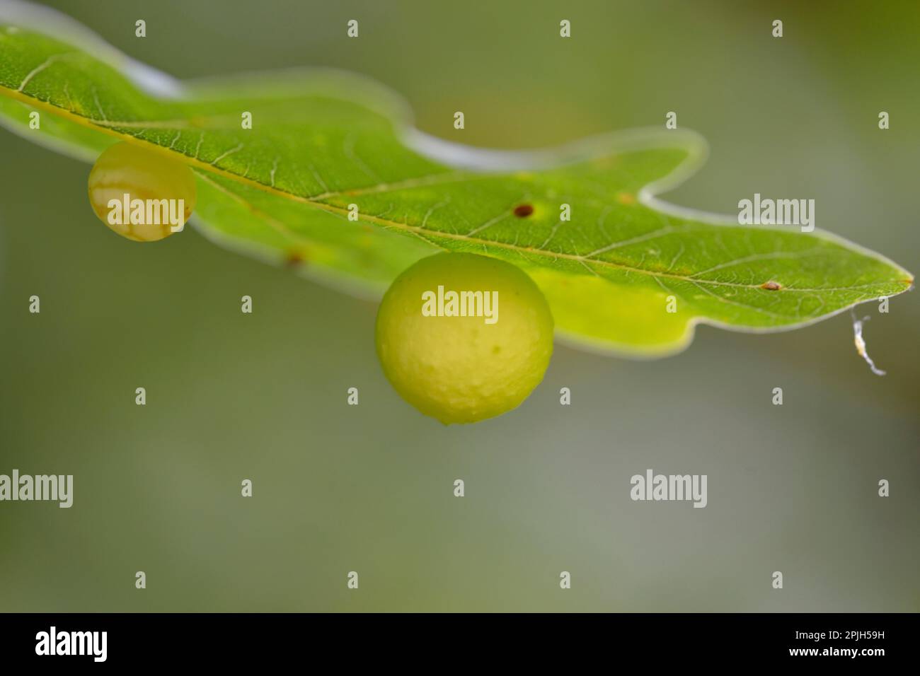 Wasp egg hi-res stock photography and images - Alamy