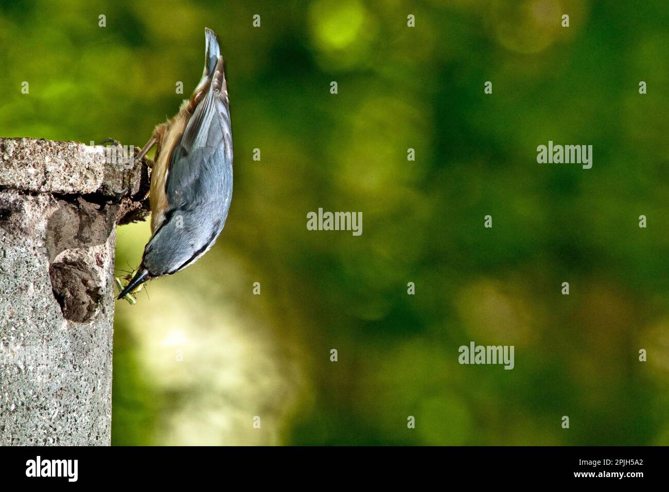 Nuthatch with food at the nest box Stock Photo - Alamy