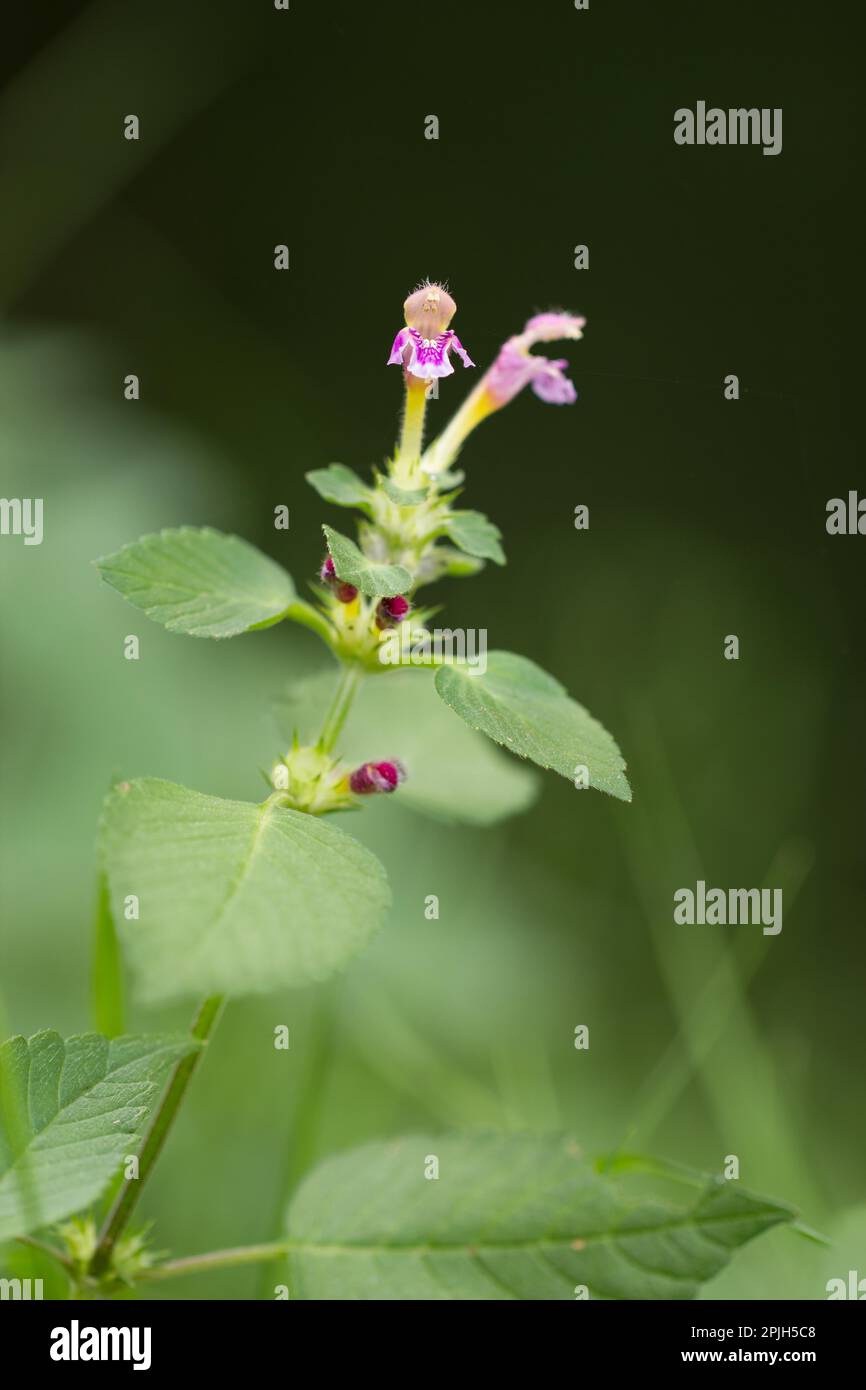 Hollow tooth hi-res stock photography and images - Alamy