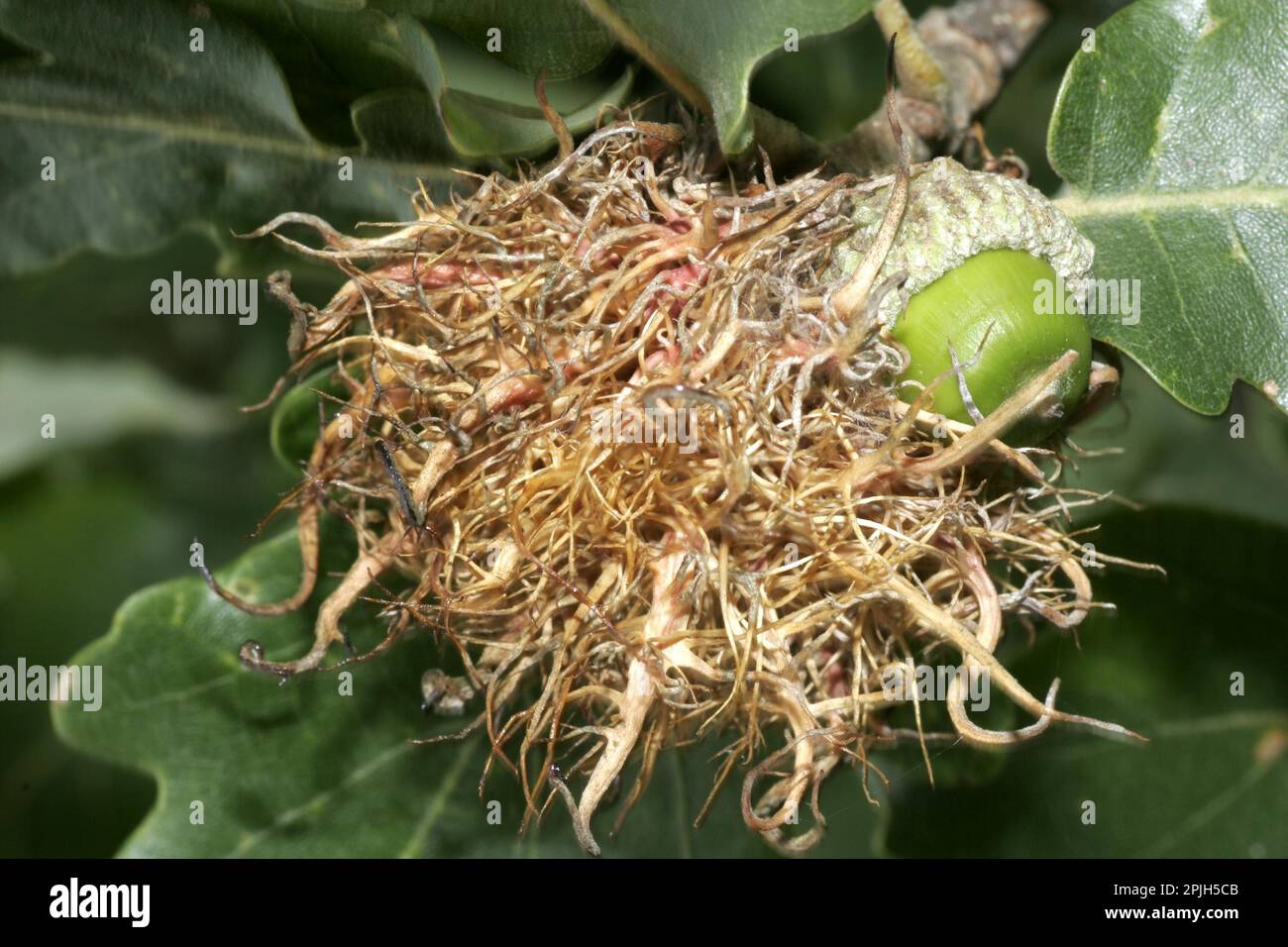 Common oak gall wasp Stock Photo - Alamy