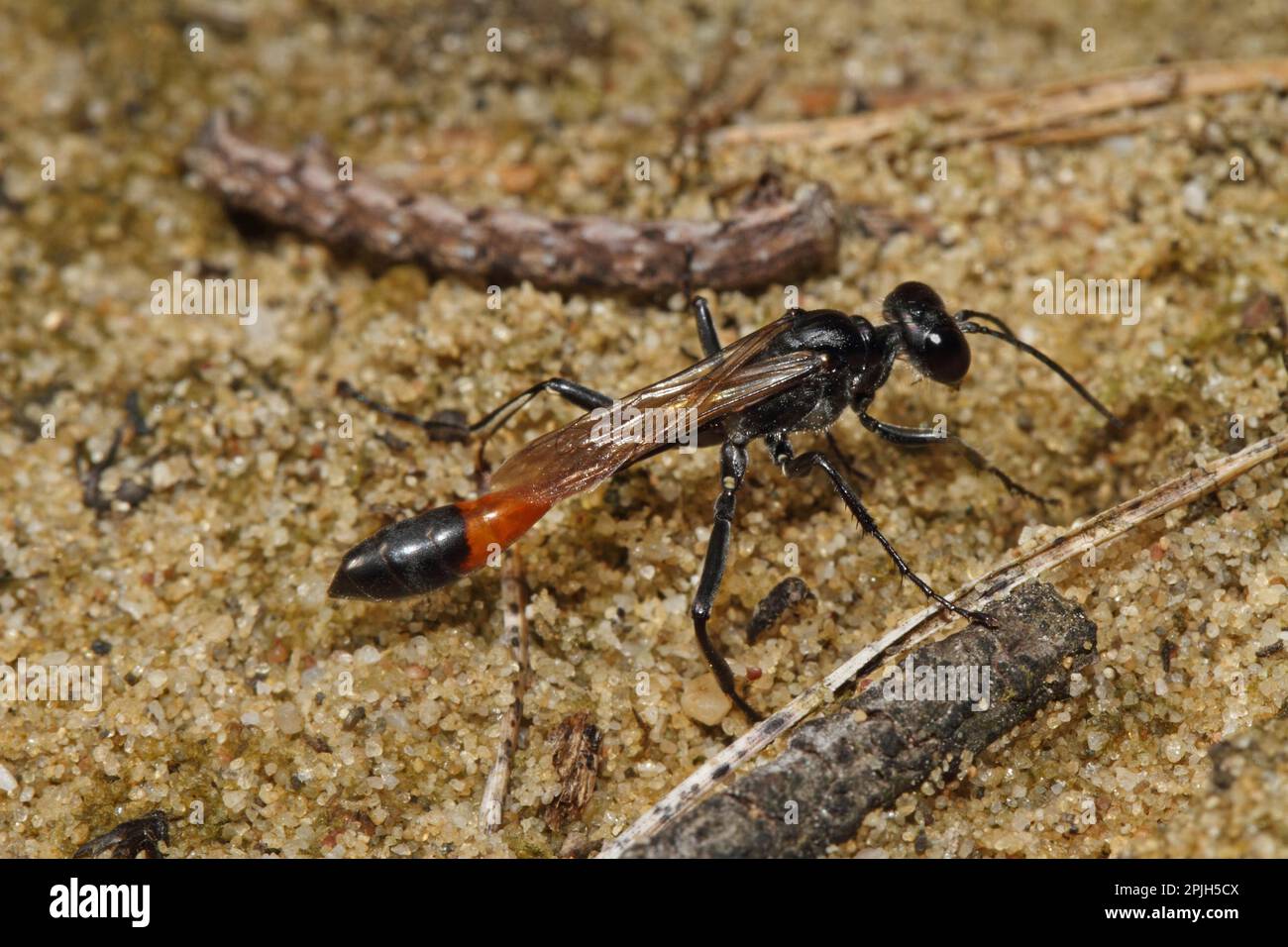 Three-phase sand wasp Stock Photo - Alamy