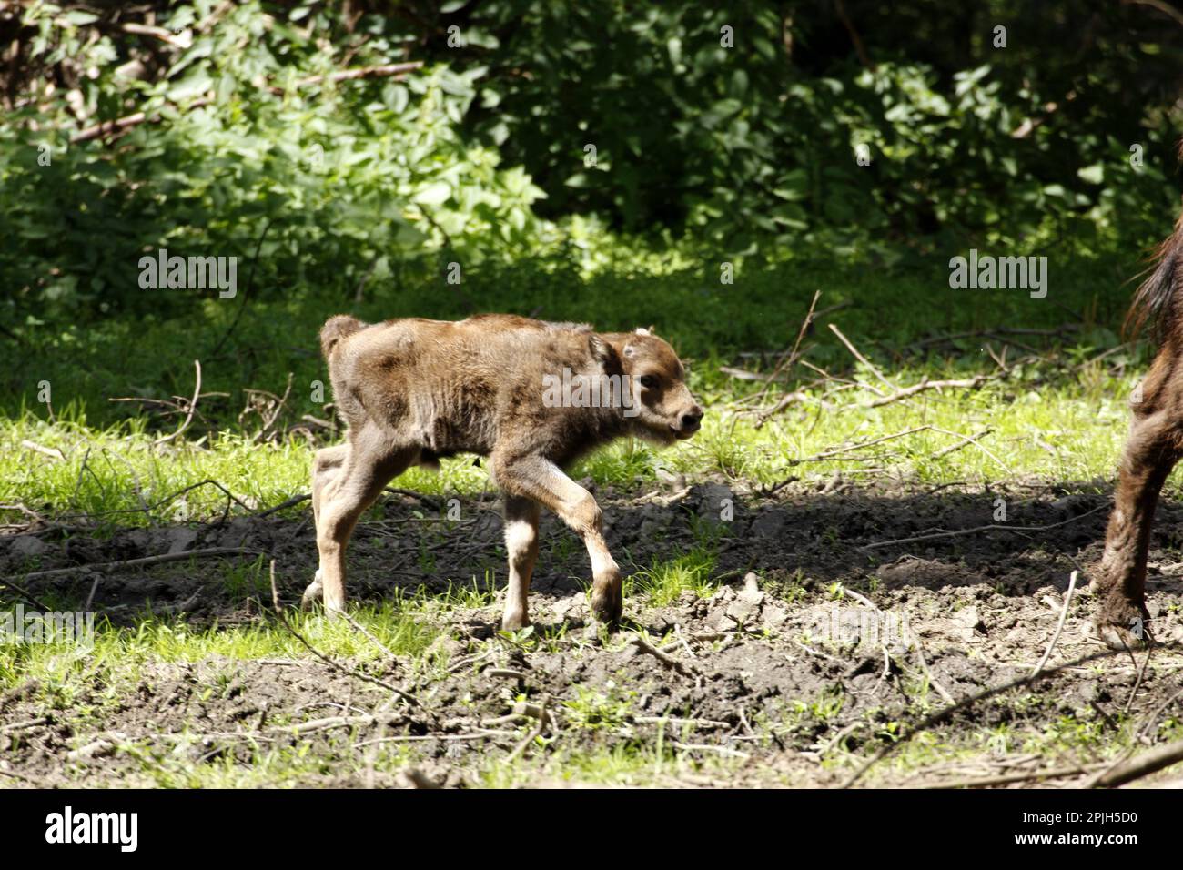Bison animal baby hi-res stock photography and images - Alamy