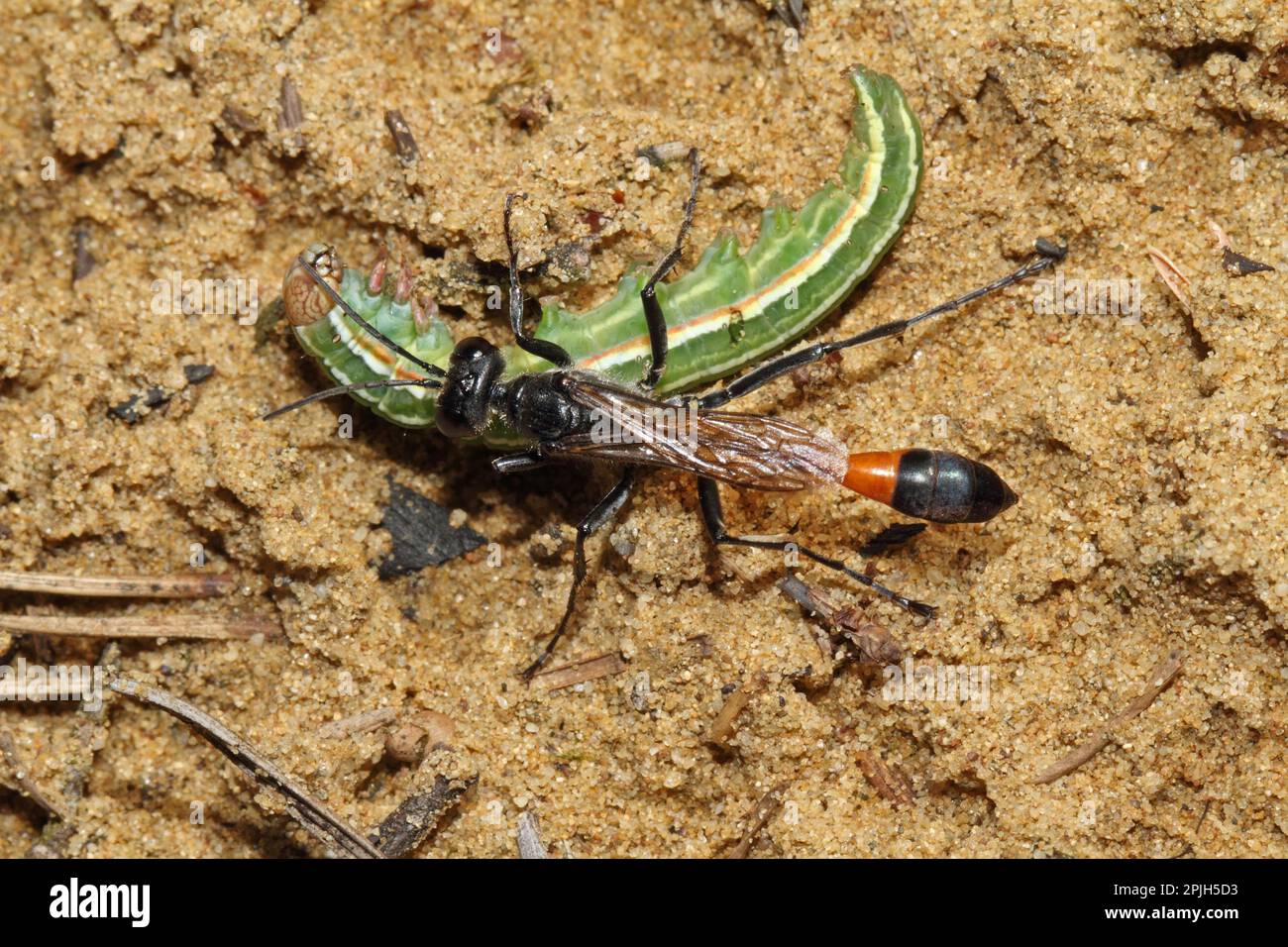 Three-phase sand wasp Stock Photo - Alamy