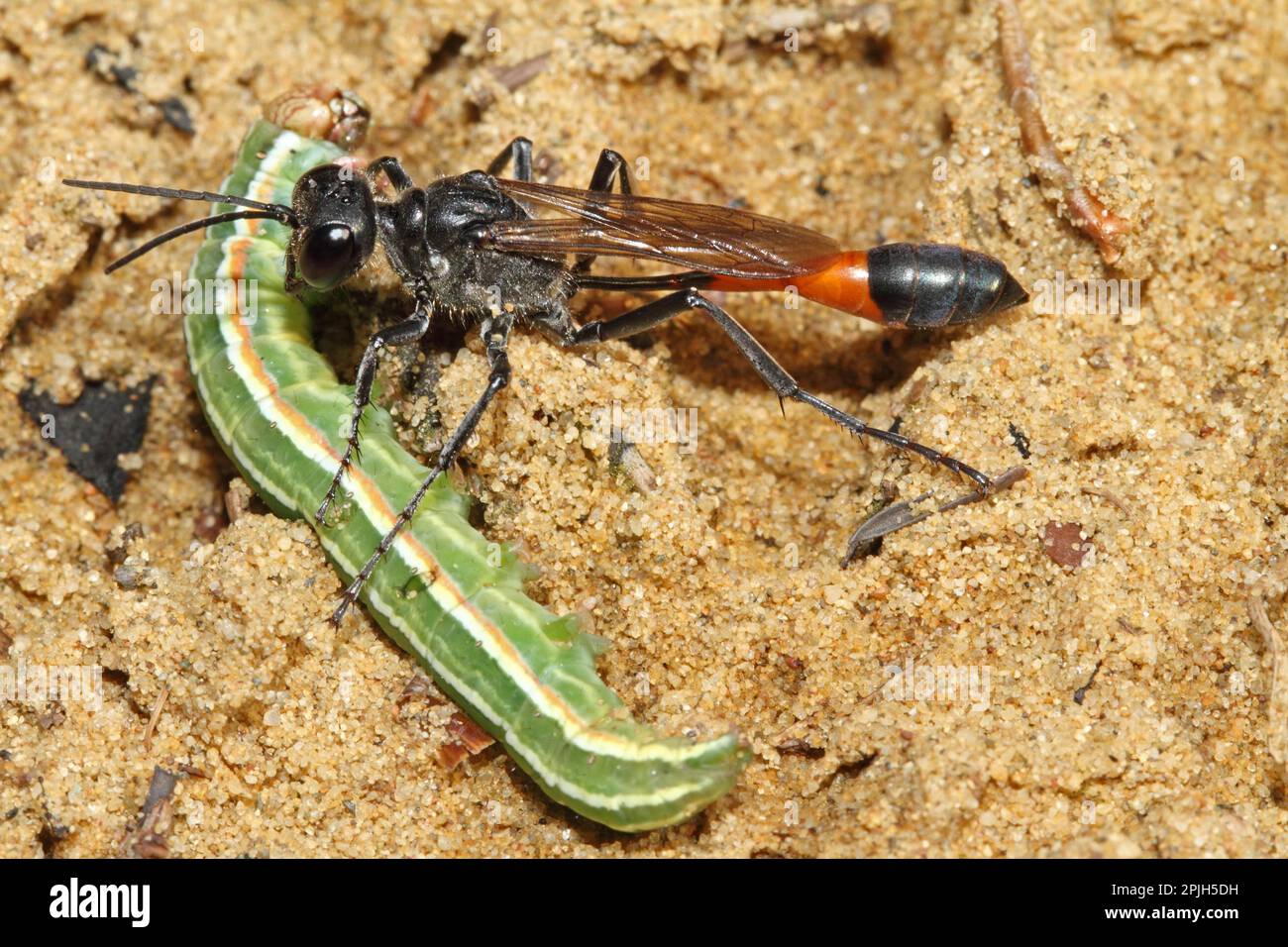 Three-phase sand wasp Stock Photo - Alamy
