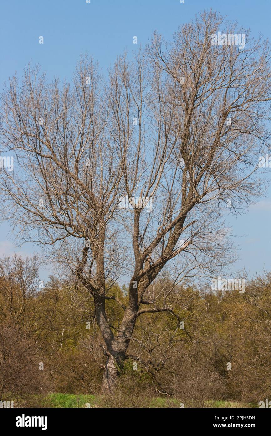 (Populus) alpa POPPLER Stock Photo - Alamy