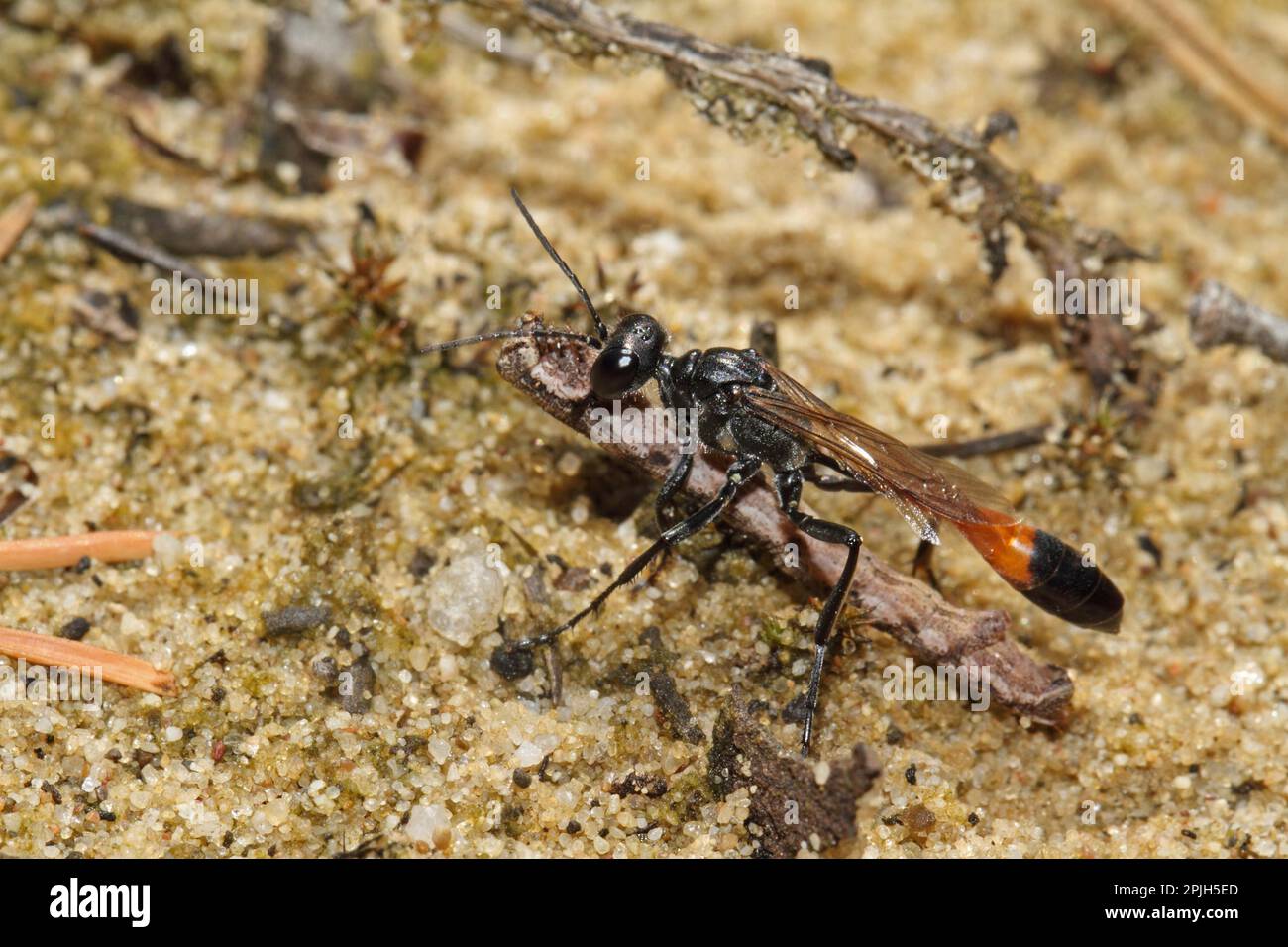Three-phase sand wasp Stock Photo - Alamy