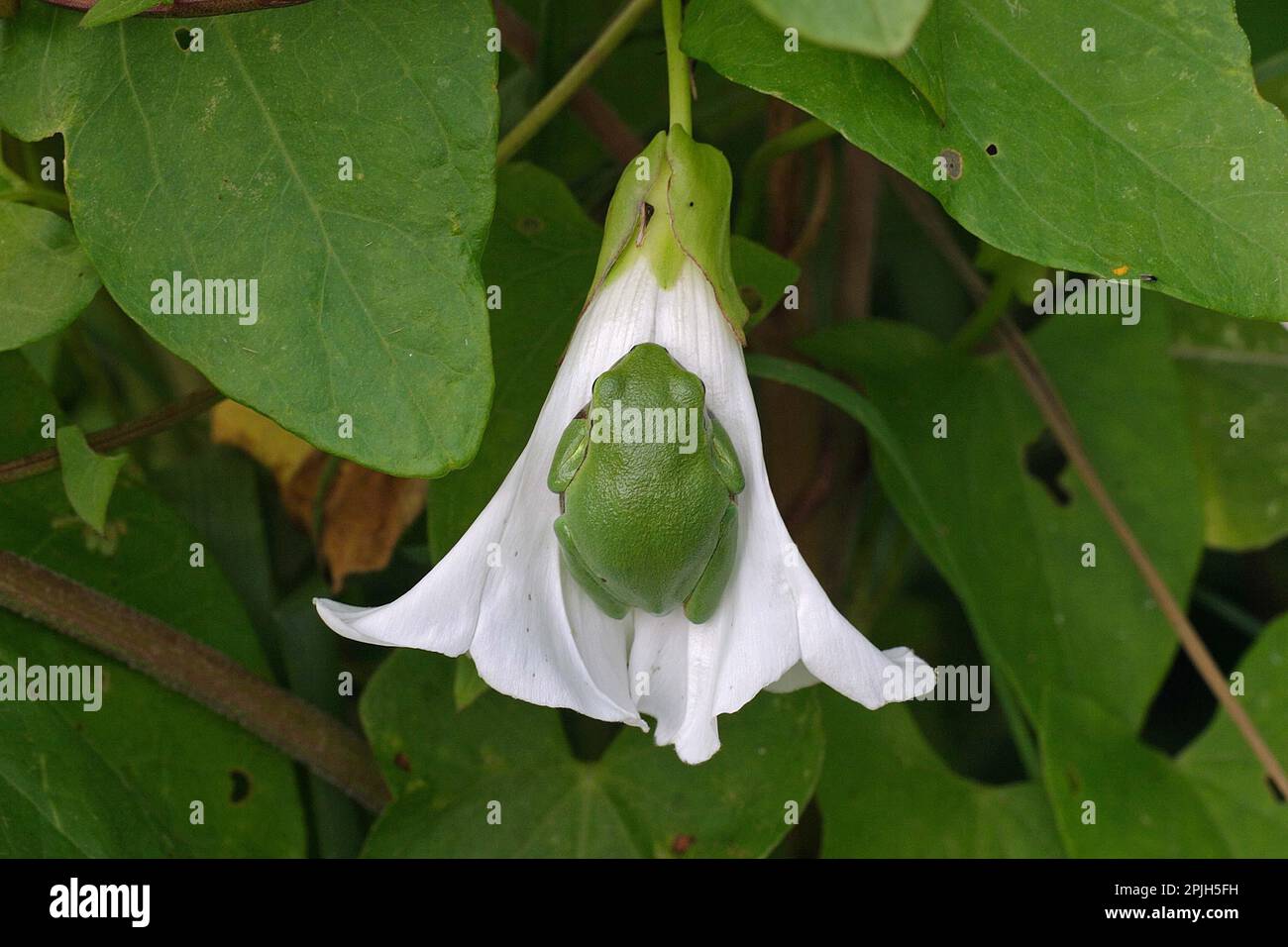 Frog looking down hi-res stock photography and images - Alamy