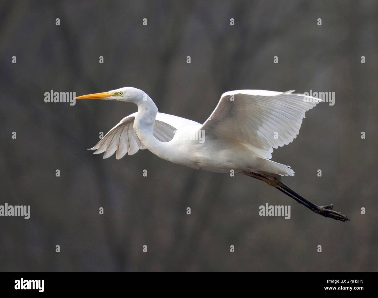 Great White Egret in Flight Stock Photo - Alamy