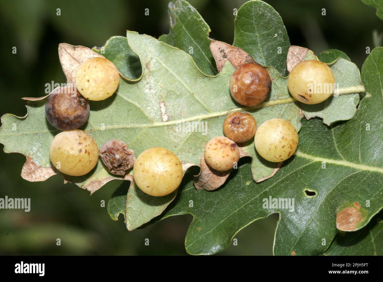 Common oak gall wasp, gall apples Stock Photo - Alamy