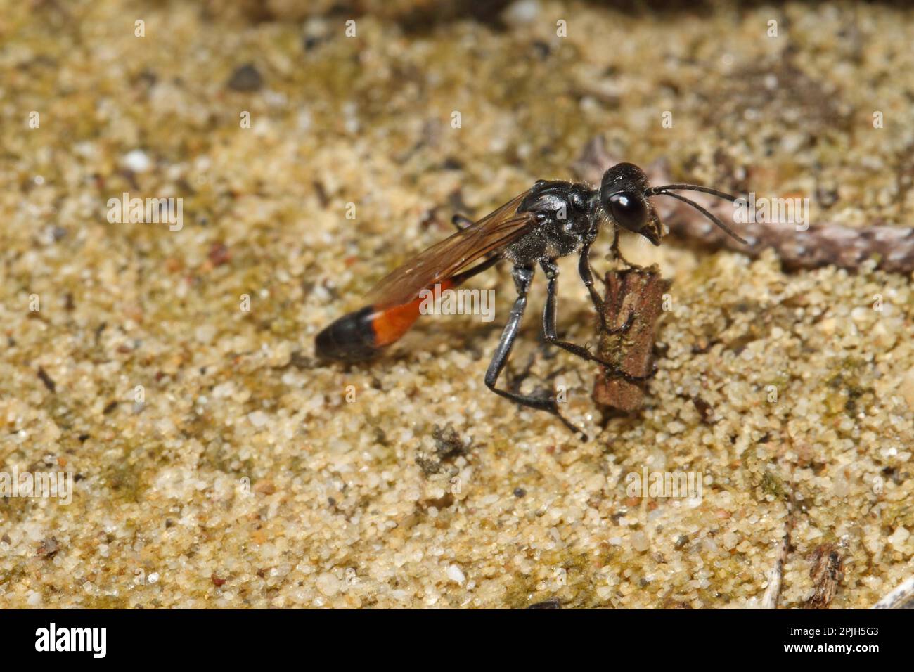Three-phase sand wasp Stock Photo - Alamy
