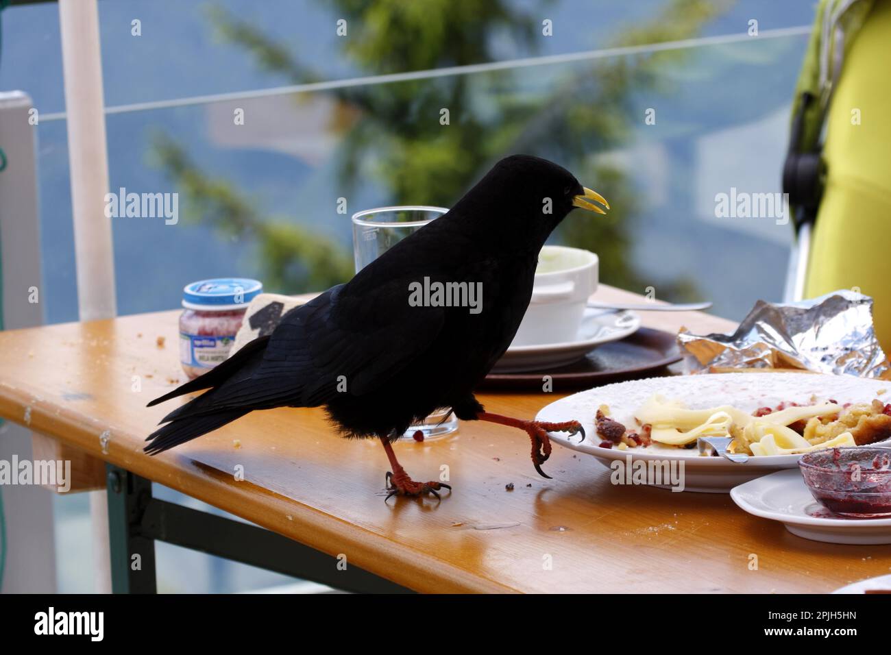 Chough foraging hi-res stock photography and images - Alamy