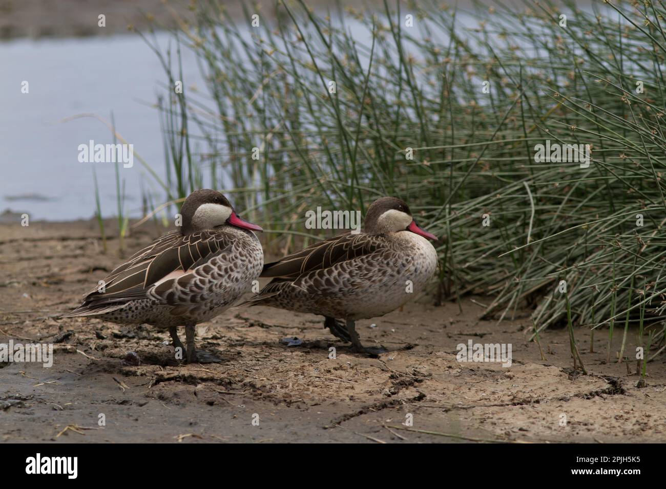 Red billed duck hi-res stock photography and images - Alamy