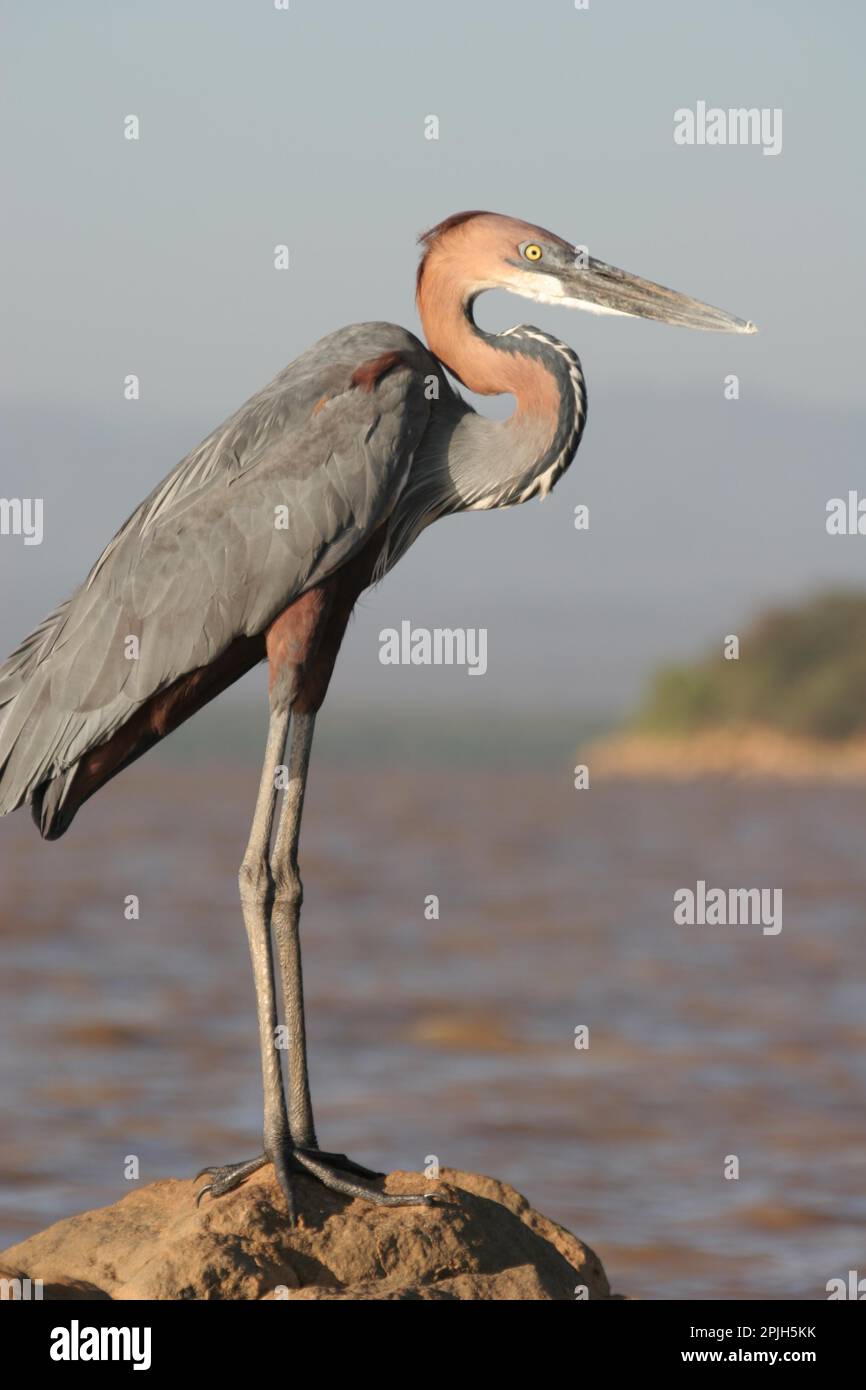 Mature heron hi-res stock photography and images - Alamy
