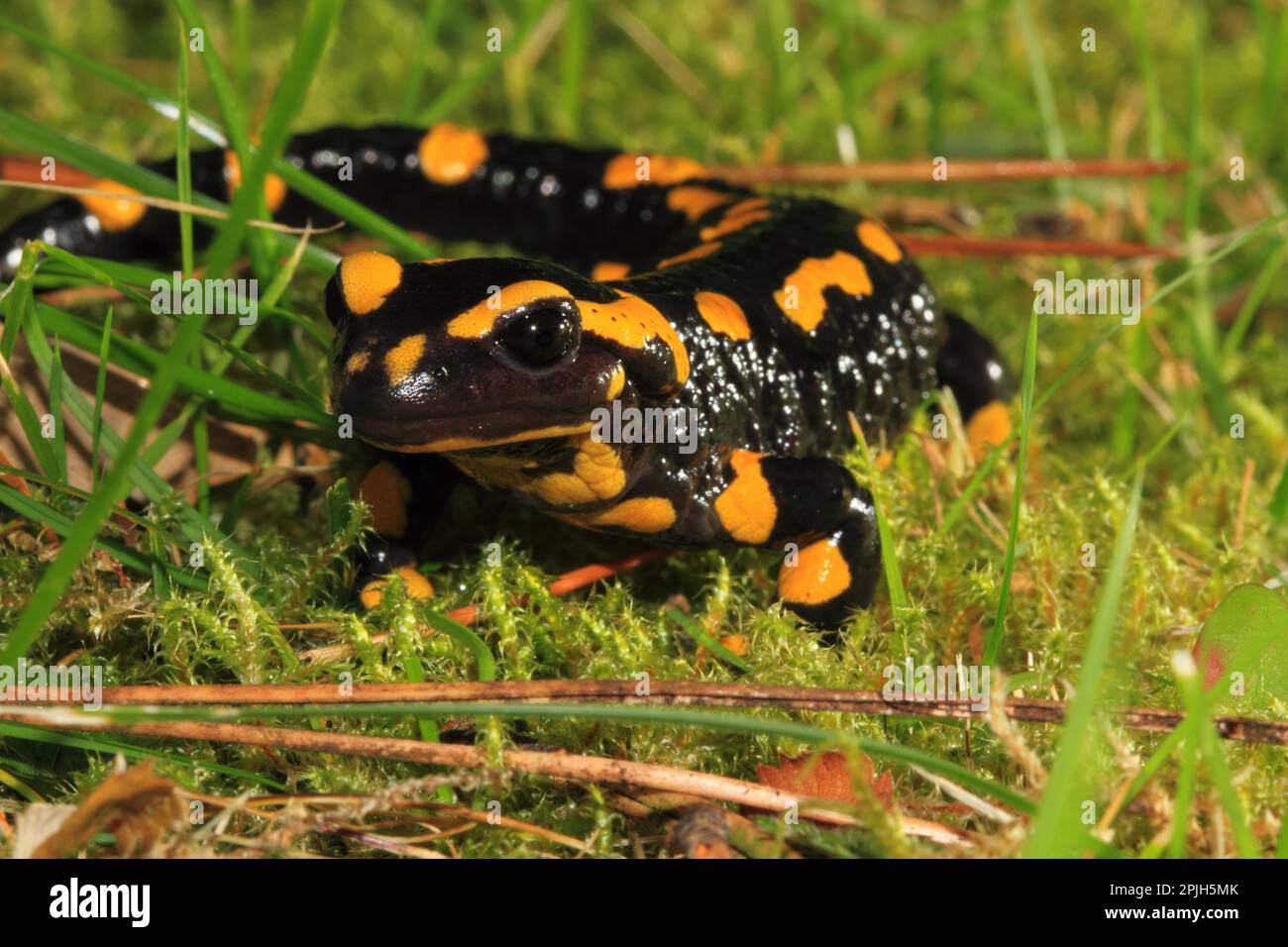 Adult salamander hi-res stock photography and images - Alamy