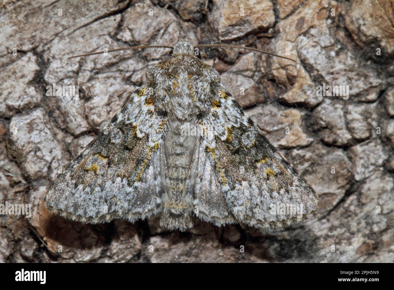 Small owlet moth hi-res stock photography and images - Alamy