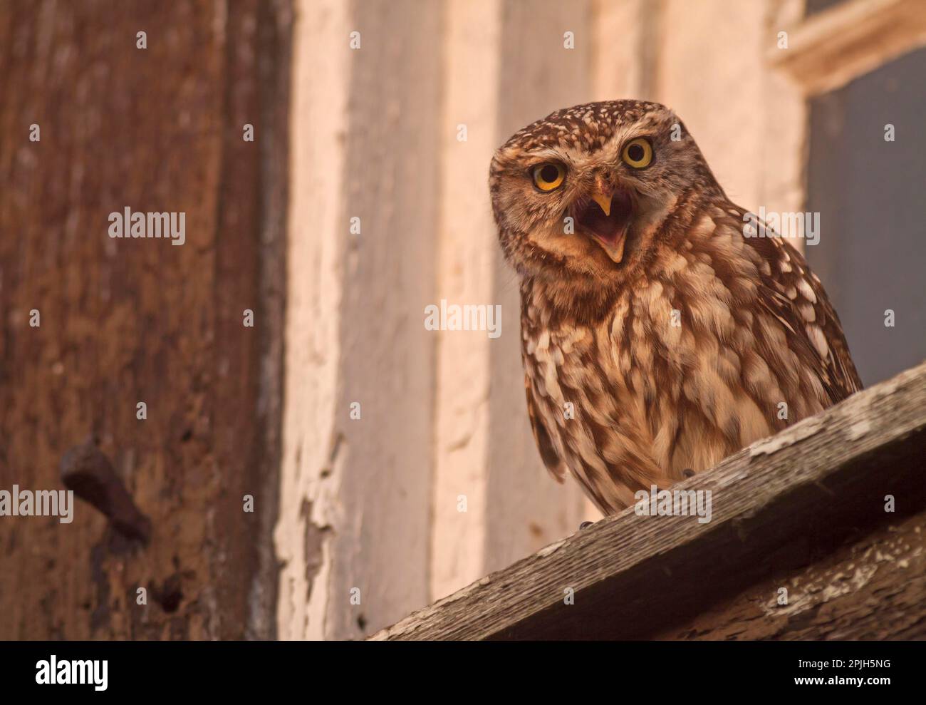 Owl communication hi-res stock photography and images - Alamy