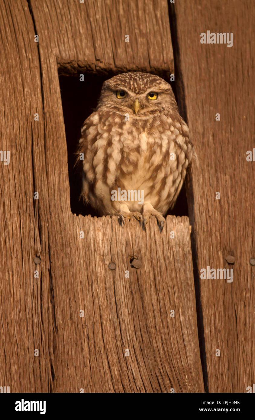 Owl front face hi-res stock photography and images - Alamy