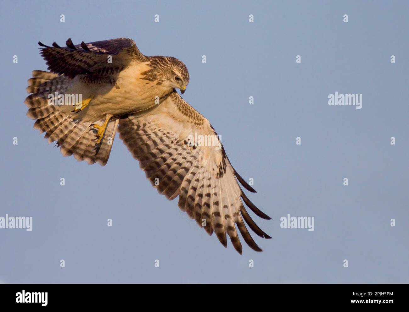 Buzzard in flight Stock Photo - Alamy