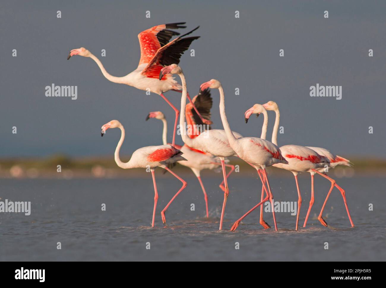 Europe france greater flamingo hi-res stock photography and images - Alamy
