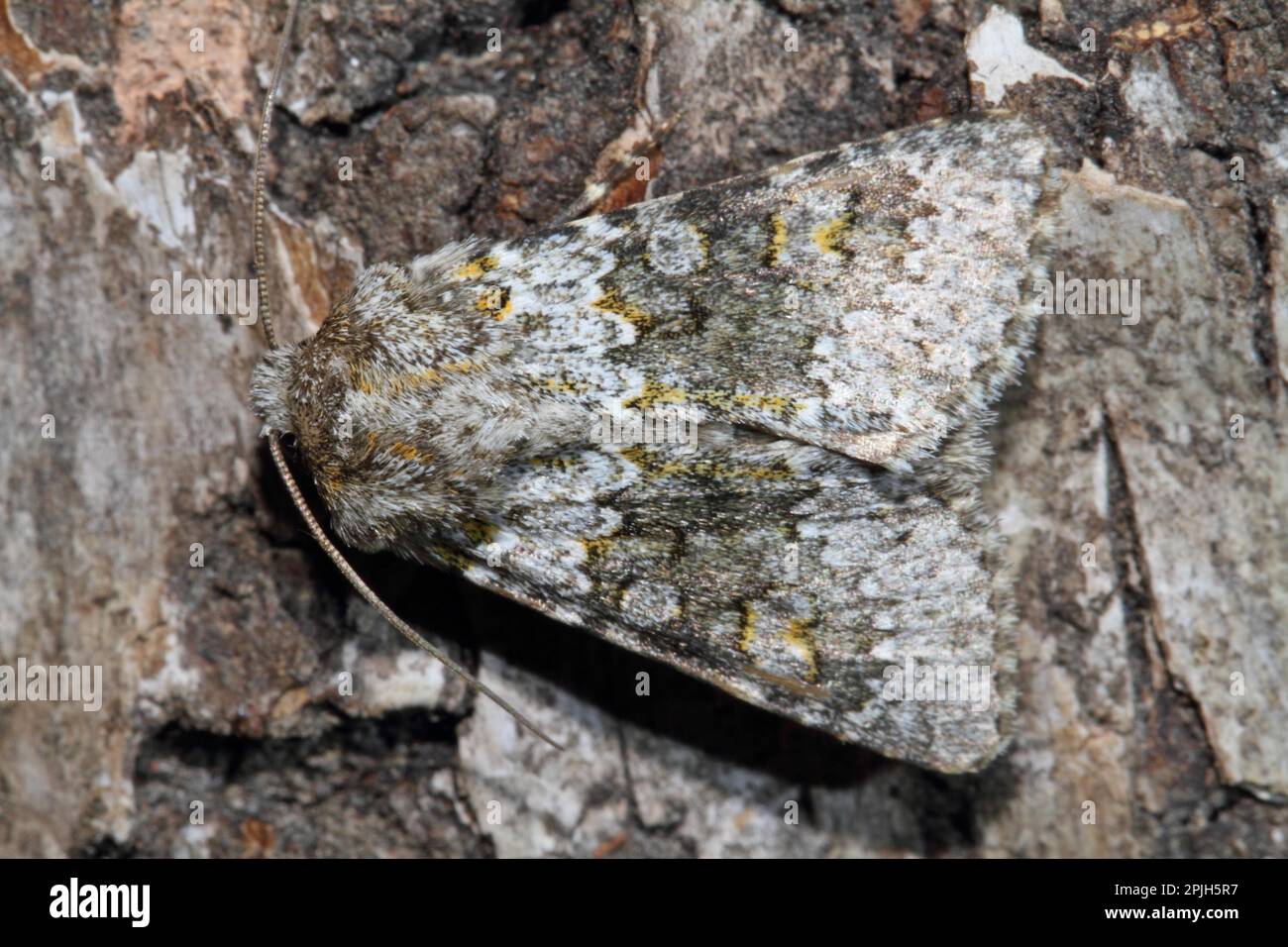Small (ranunculus) moth Stock Photo - Alamy