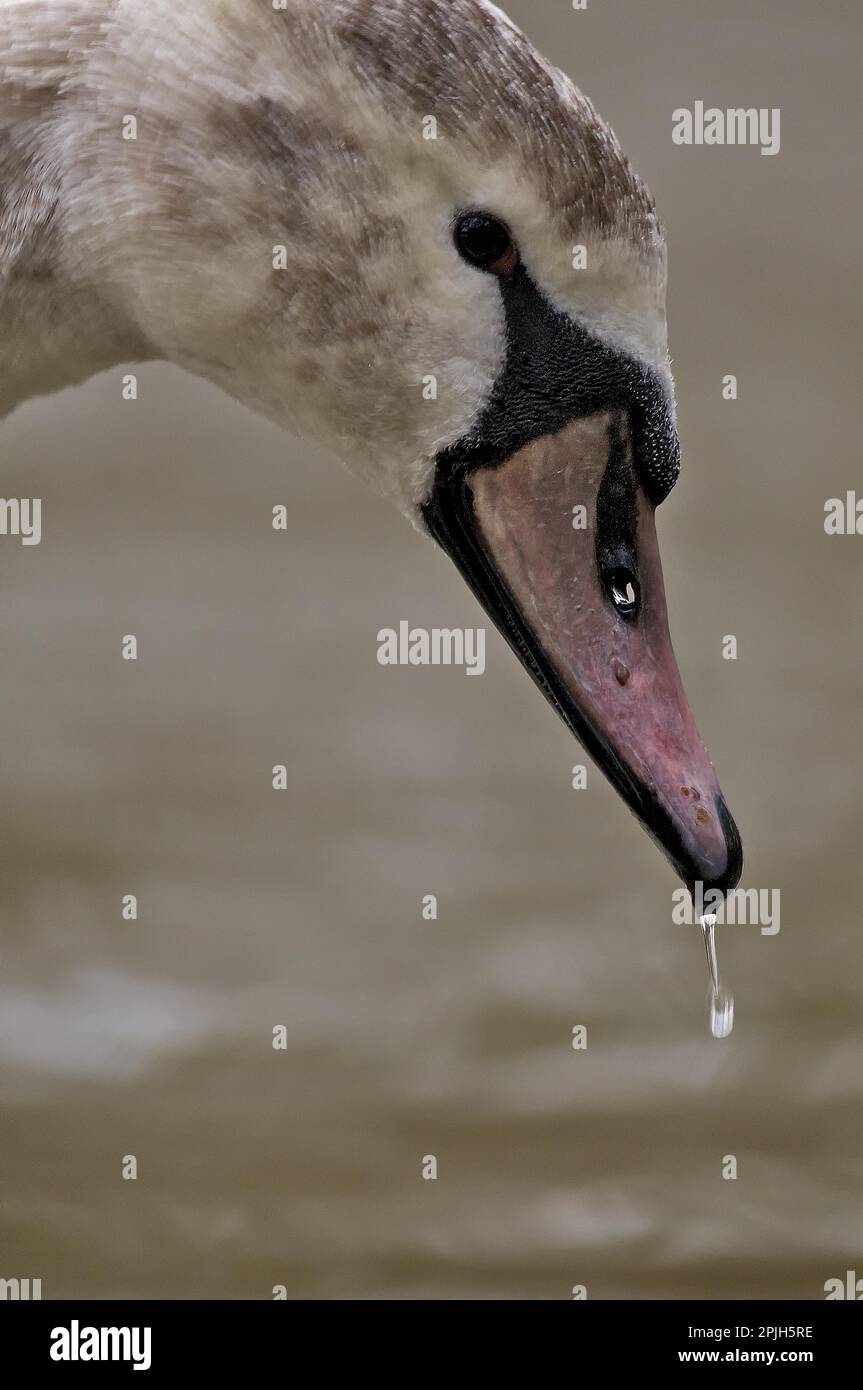 Mute Swan, Young Bird Stock Photo - Alamy