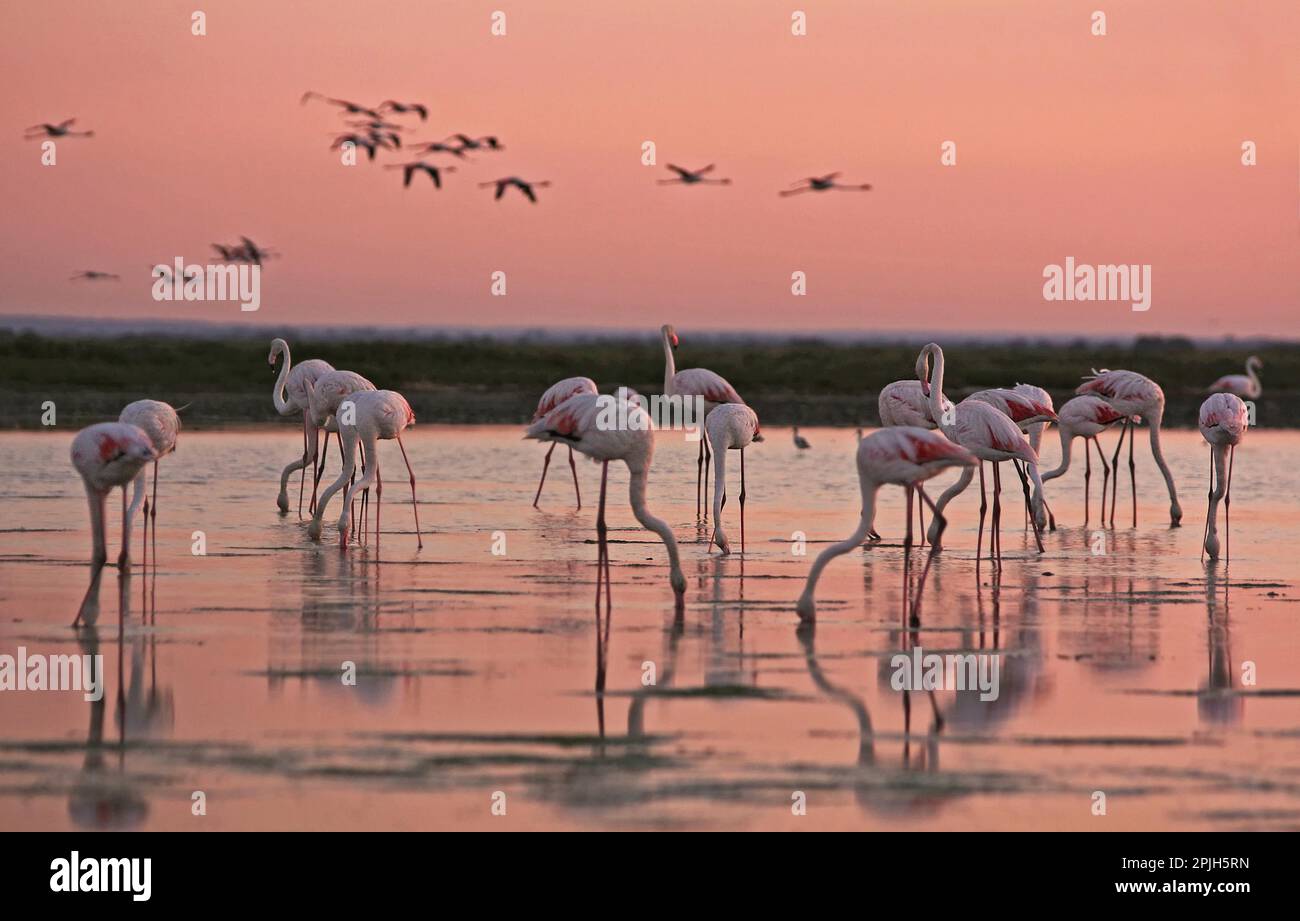Europe france greater flamingo hi-res stock photography and images - Alamy