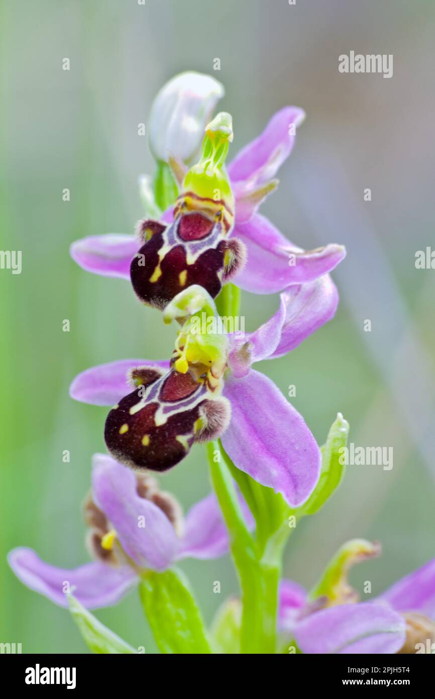 Bee orchid (Ophrys apifera Stock Photo - Alamy