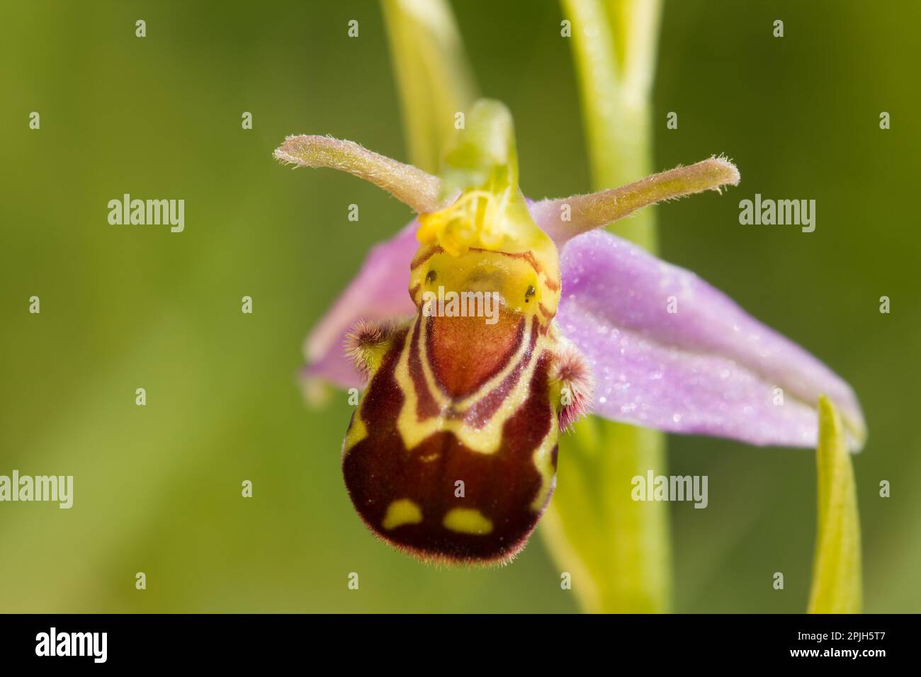 Bee orchid (Ophrys apifera Stock Photo - Alamy
