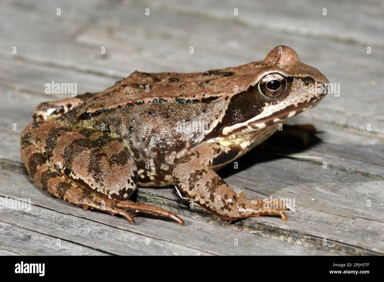 The agile frog hi-res stock photography and images - Alamy