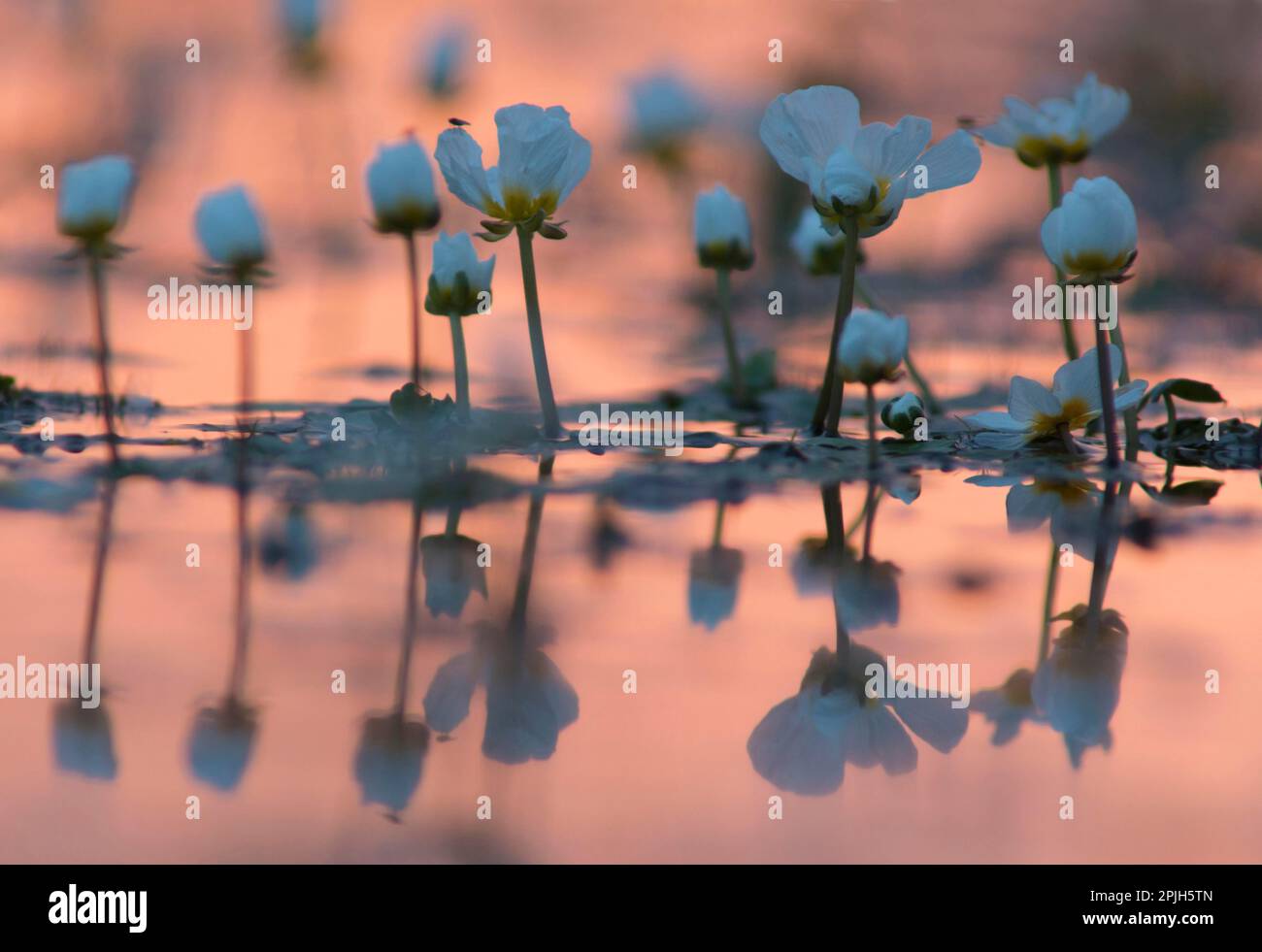 Dim flower hi-res stock photography and images - Alamy