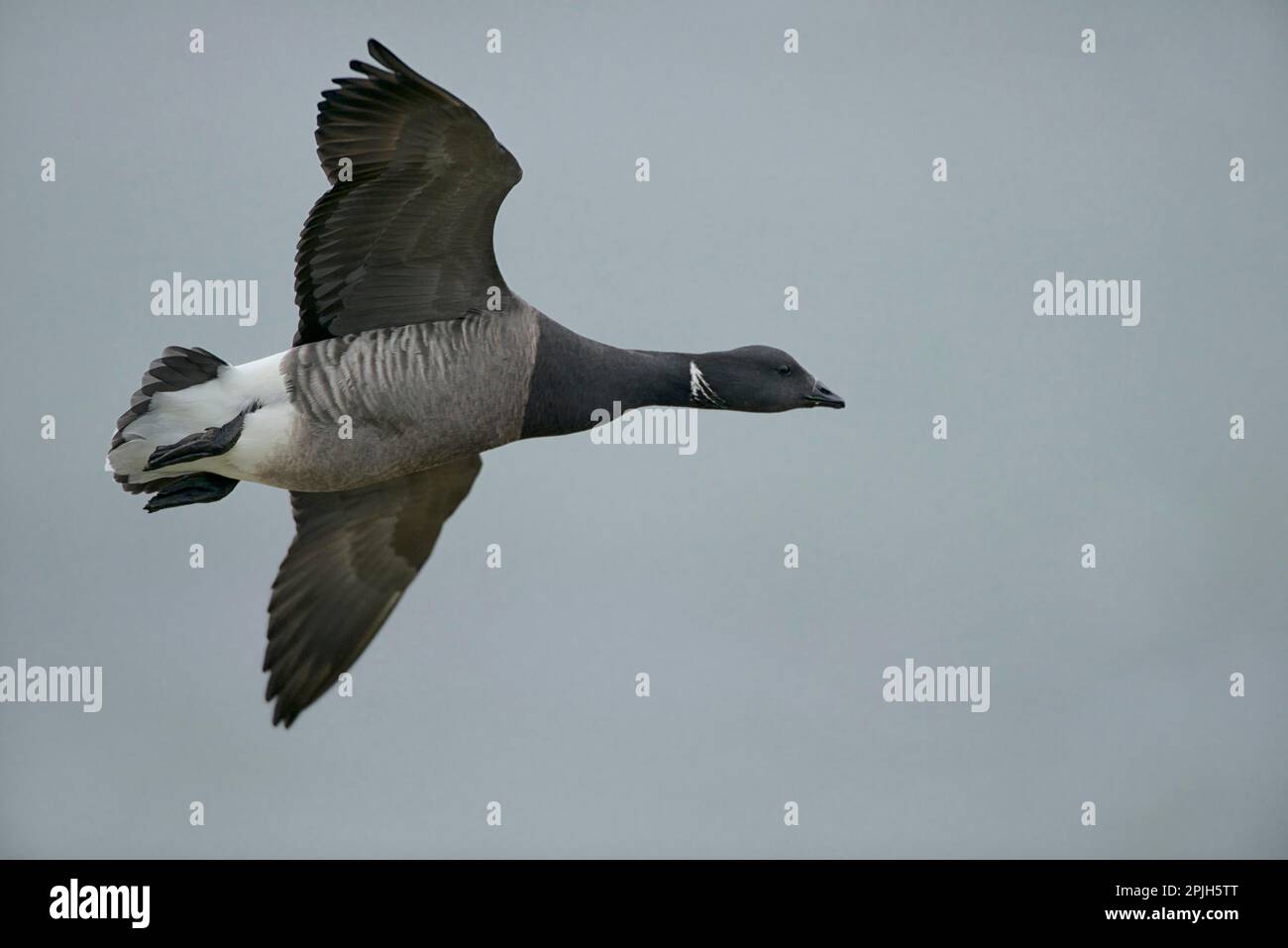 Brant goose flight hi-res stock photography and images - Alamy