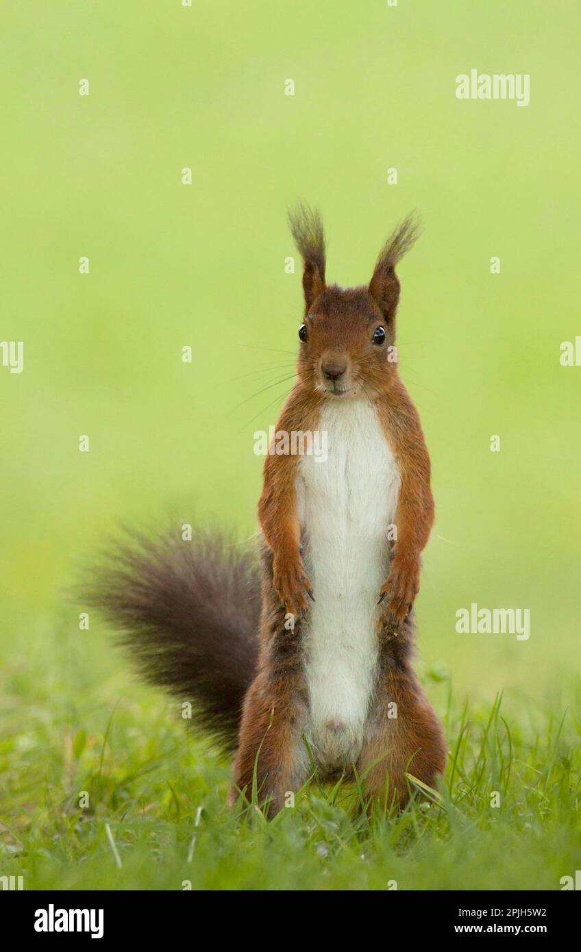 Male squirrel hi-res stock photography and images - Alamy