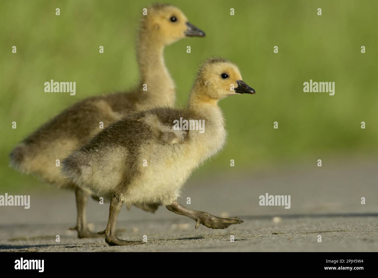 Canada geese young walk hi-res stock photography and images - Alamy