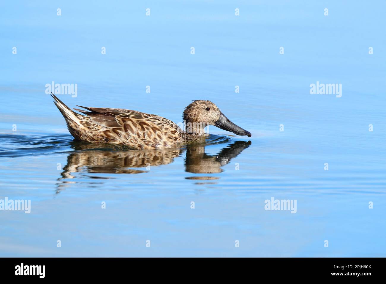 Spoon duck hi-res stock photography and images - Alamy