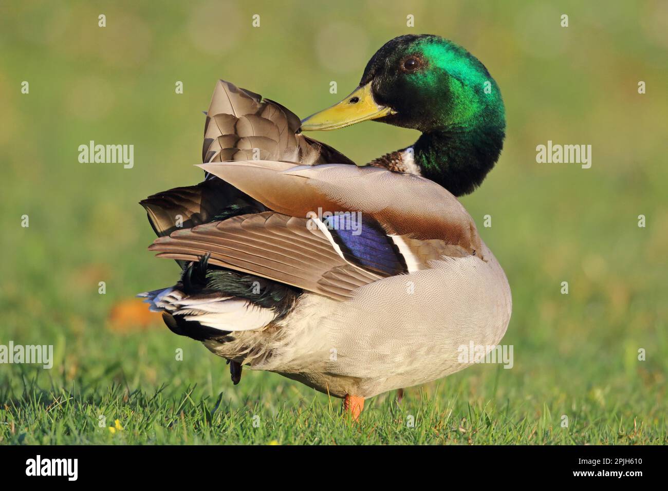 Mallard plumage hi-res stock photography and images - Alamy