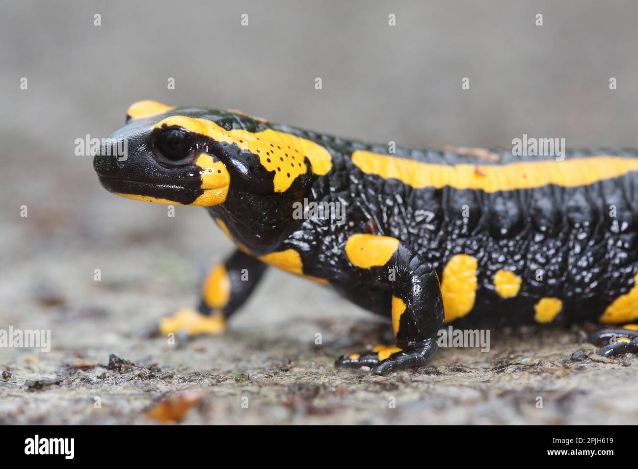 Fire salamander side view hi-res stock photography and images - Alamy