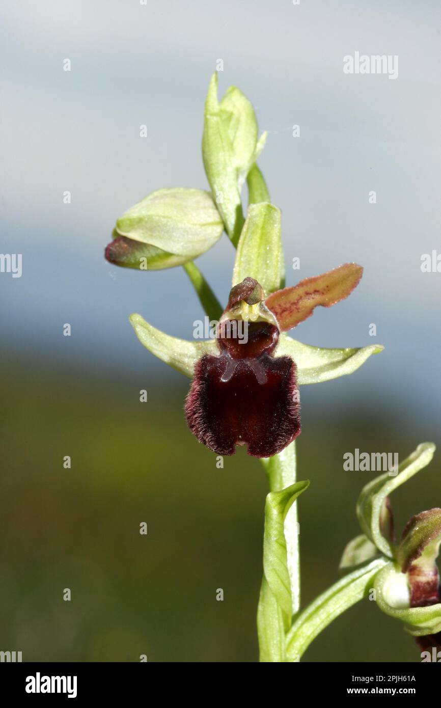 Early Spider Orchid Stock Photo - Alamy